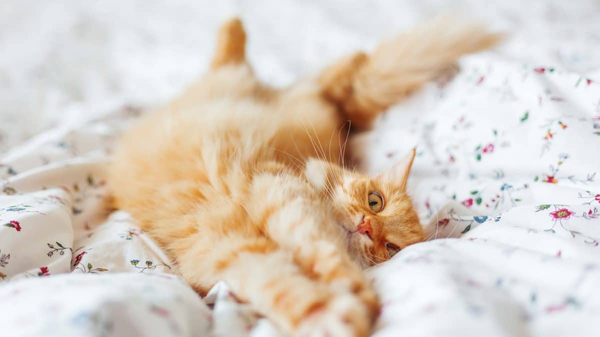 10 Fakten zu orangen Katzen