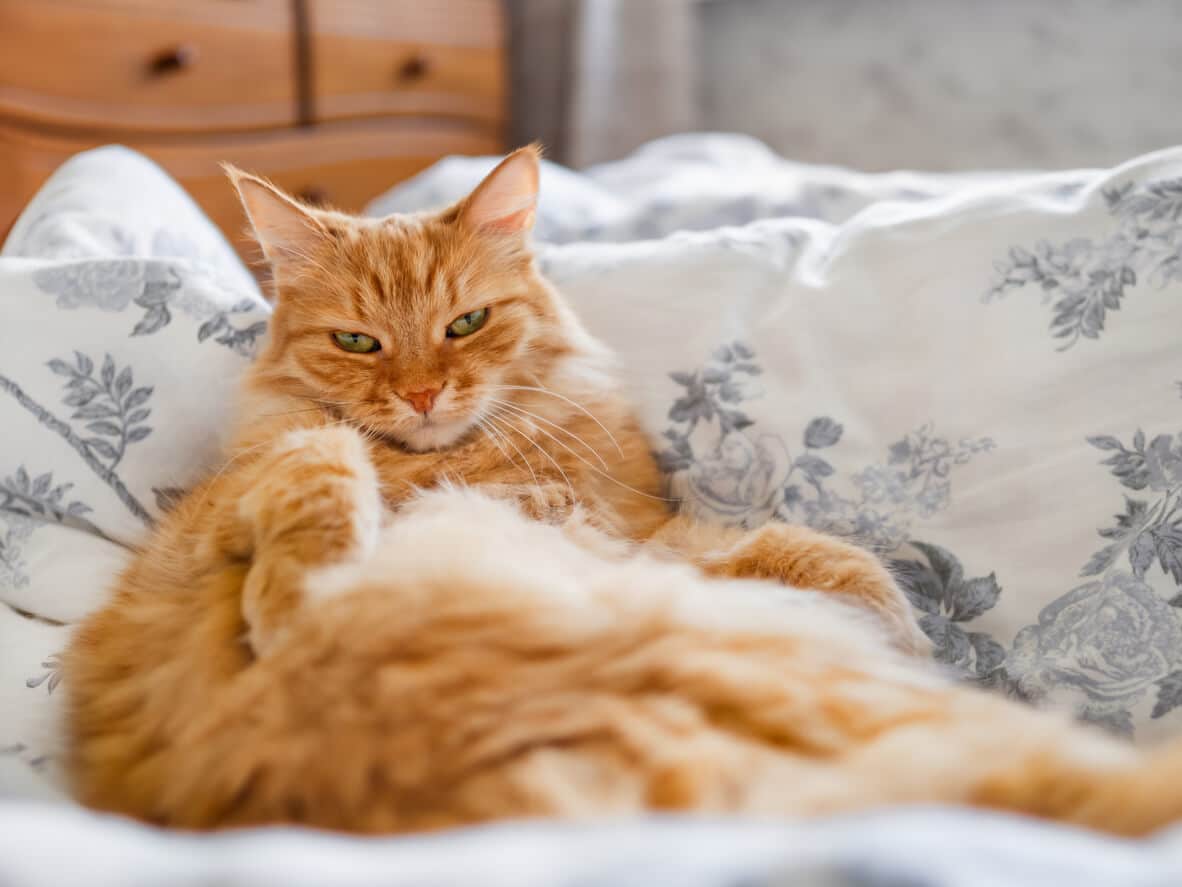 13 Orange Cat Breeds and Facts About Them