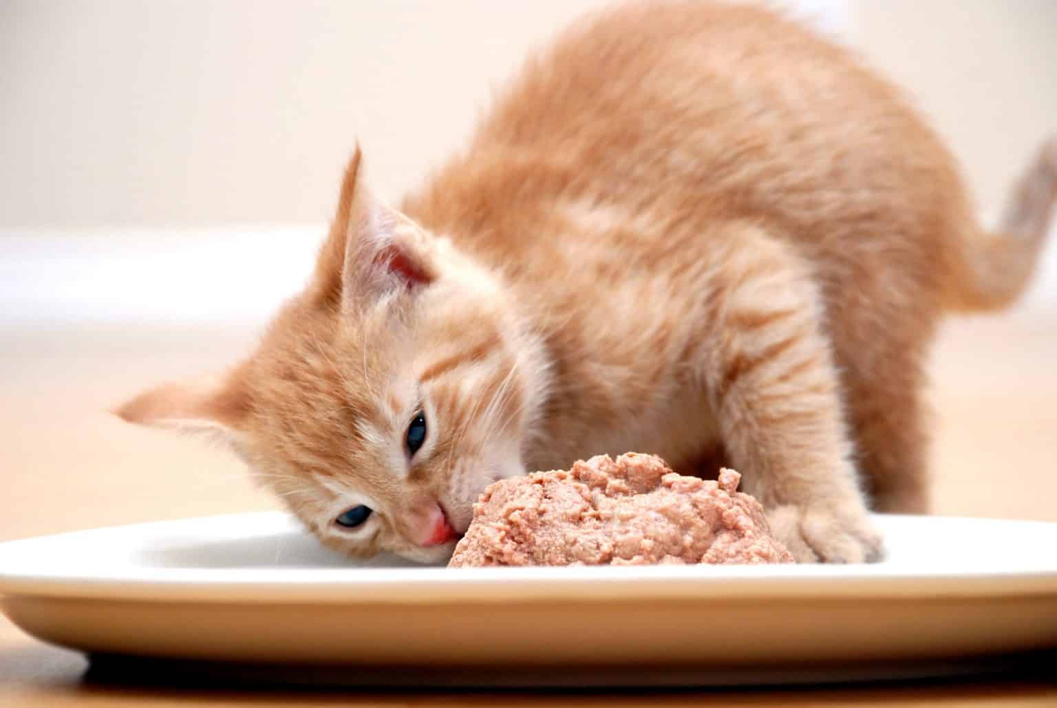Cat Asthma: What It Is, Causes, Symptoms & Treatment