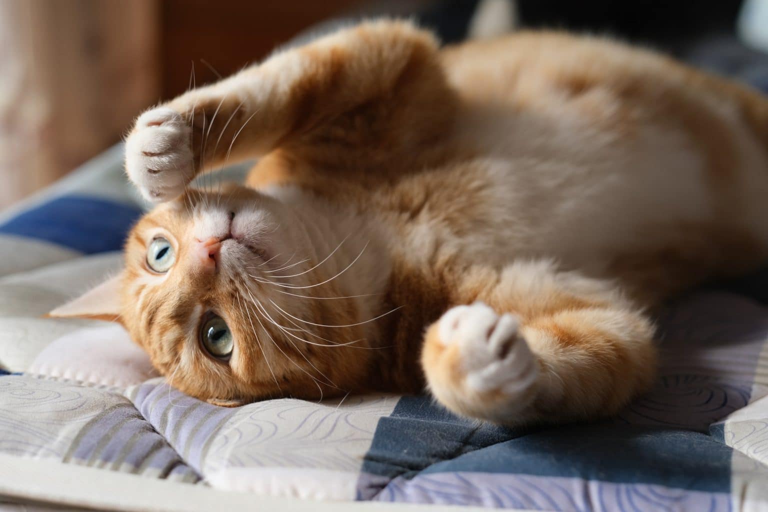 10 faits sur les chats roux (comme si on ne les aimait pas assez)