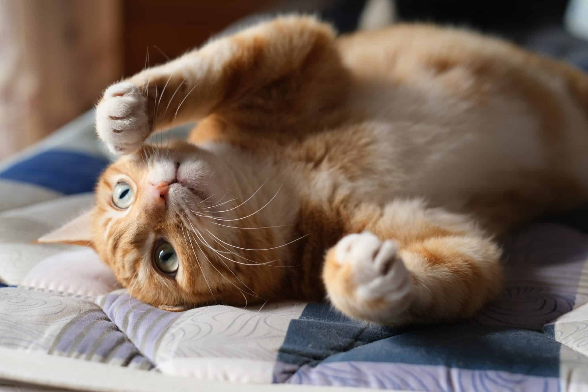 10 Fakten zu orangen Katzen, die dich ins Staunen versetzen werden