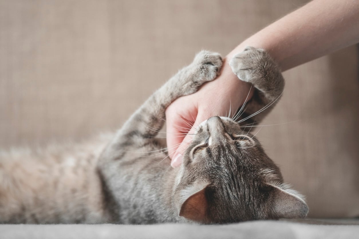 Is Your Cat Overstimulated? How to Calm & Avoid an Upset Kitty
