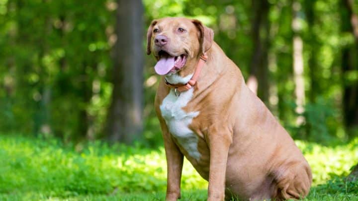 Dog Obesity: Causes, Health Risks, & Weight Management Tips