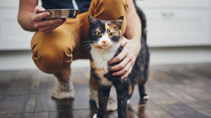 Did My Cat Really Just Burp? Reasons Your Cat Might Belch | The Dog ...