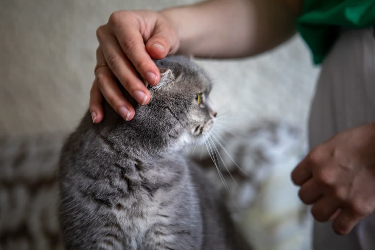 13 Reasons Your Cat's Ear Twitches & How To Treat It