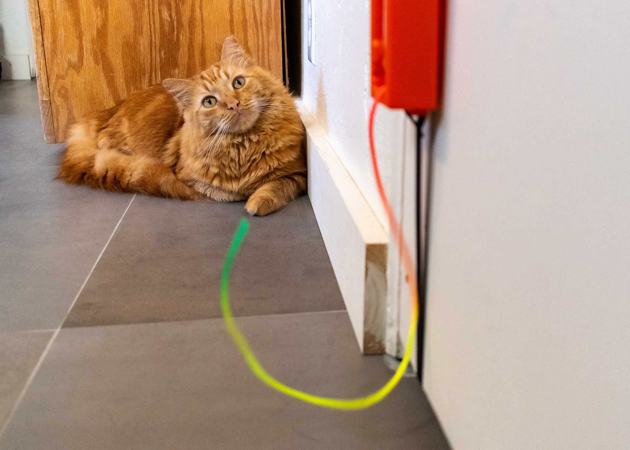 A Rainbow Fling String Cat Toy Is Taking Over TikTok—And We See Why