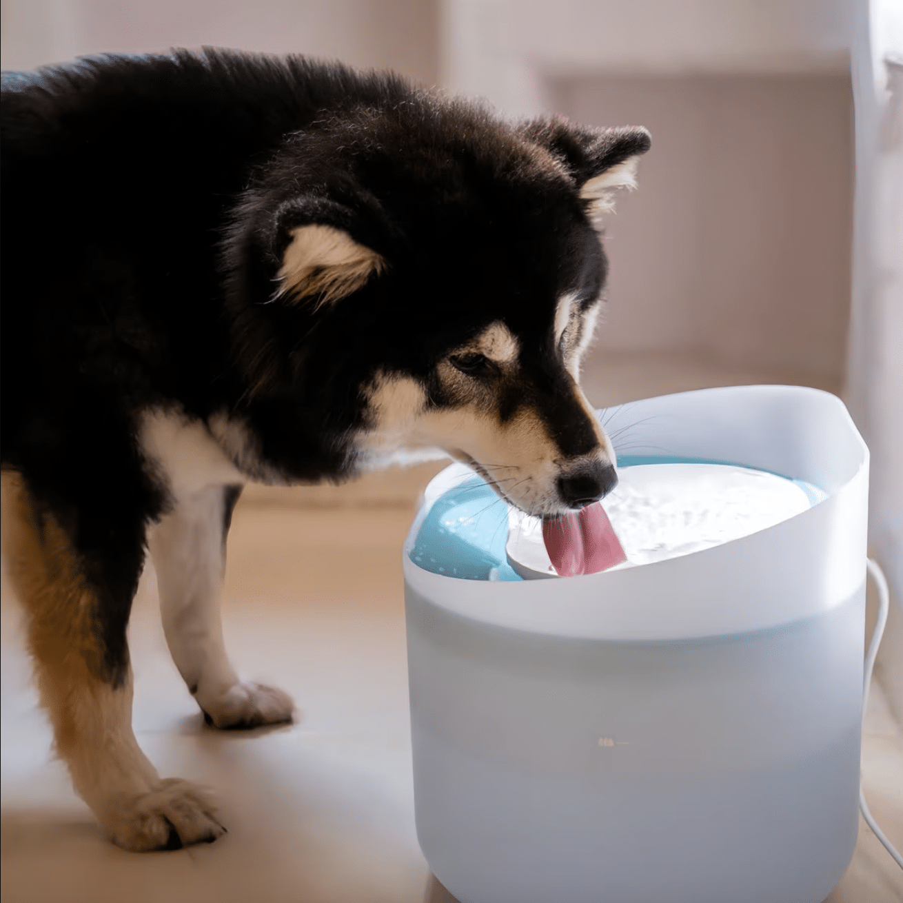 The Best 9 Dog Water Fountains to Encourage a Dog To Drink