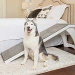 The Best Cat Ramps and Steps for Beds, Couches, Cars, and More