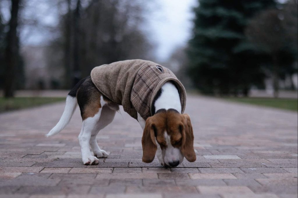 What Is a Dog Snuffle Mat, and What Does It Really Do for Your Pup?