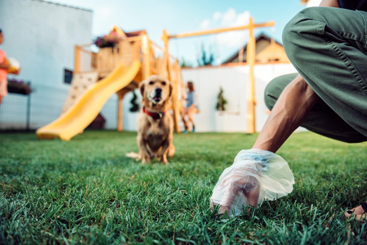 Mucus in Dog Poop: 6 Causes & Solutions