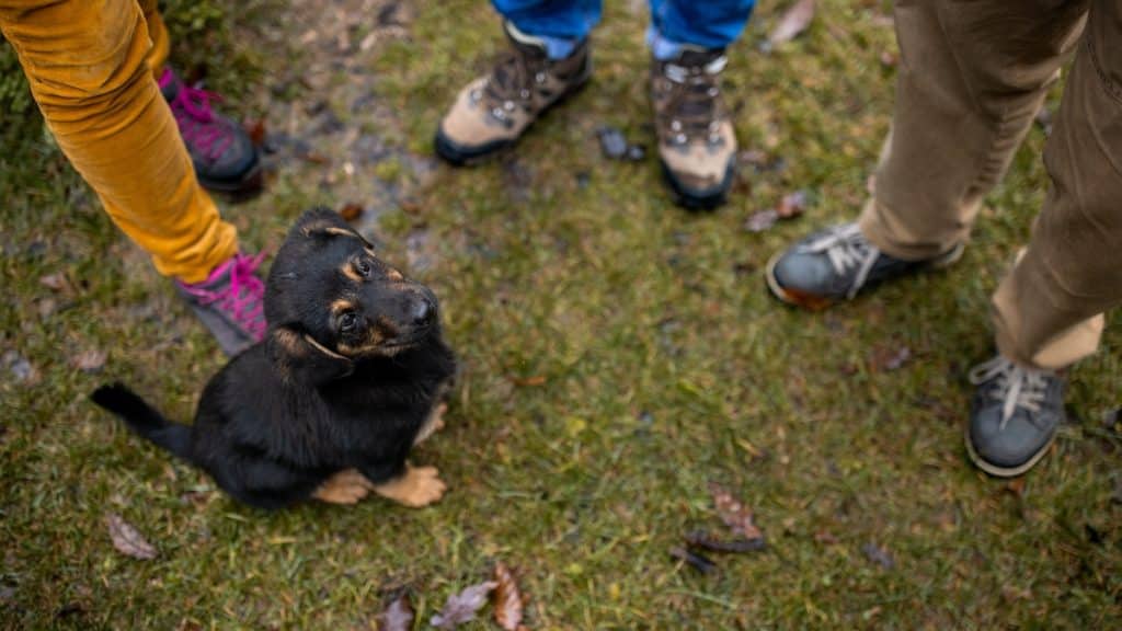 The Best Places To Socialise a Puppy