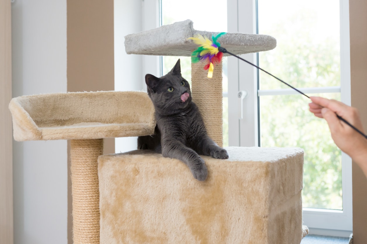 Why Are Cats So Curious?