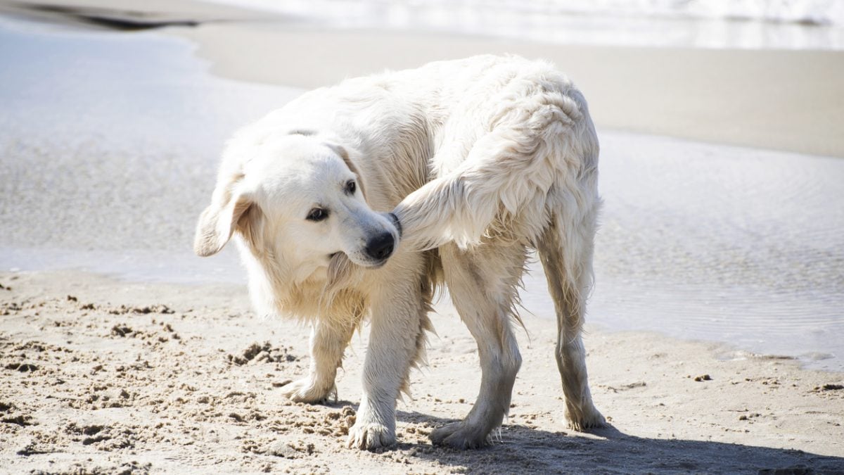 ¿Por qué mi perro camina en círculos? | Hábito de dar vueltas en ...
