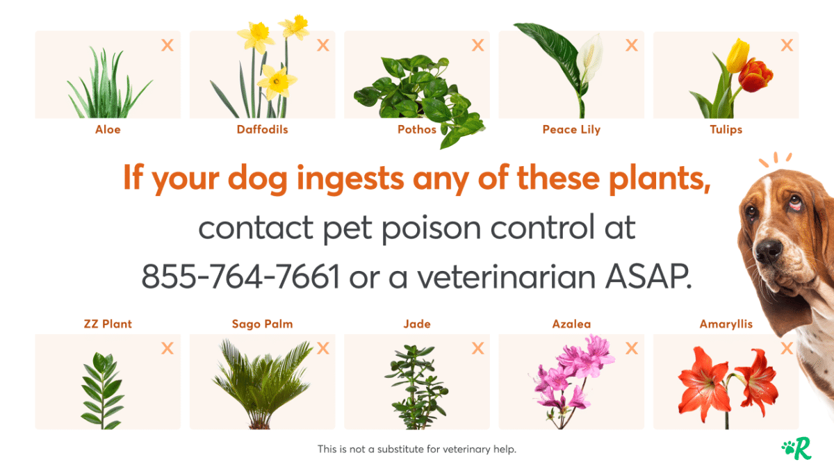 Which Plants Are Toxic to Dogs?