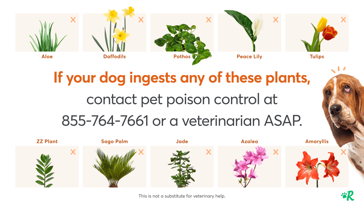 Which Plants Are Toxic to Dogs?
