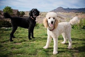 The 15 Most Popular Companion Dog Breeds