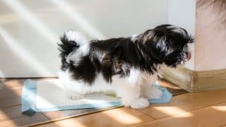 Puppy Training 101: Basic Training Guide and Checklist
