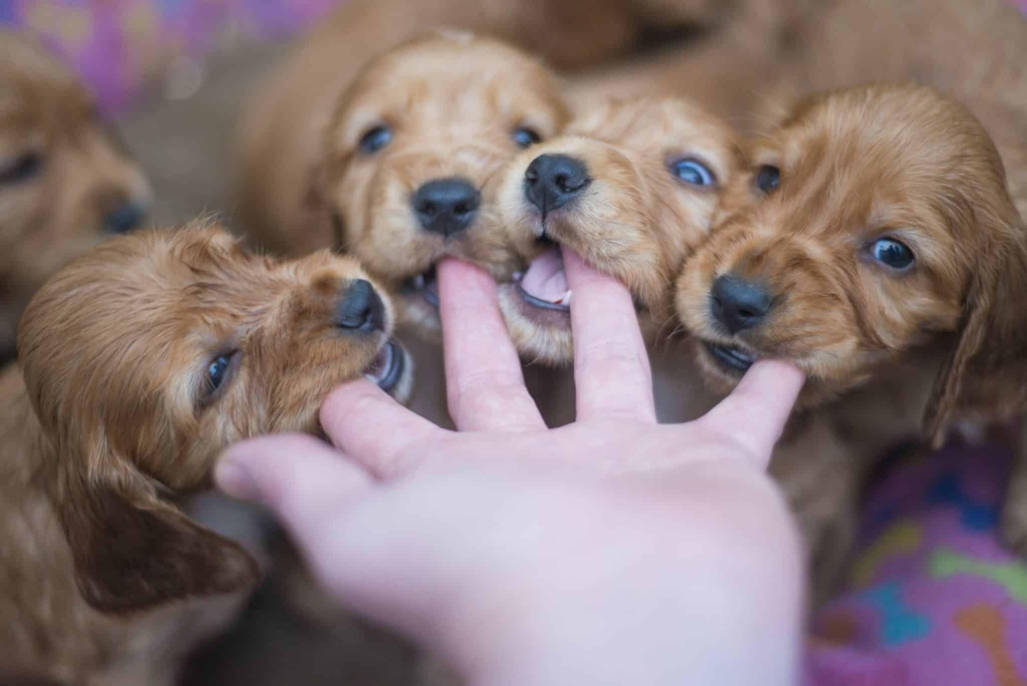 What To Do After A Dog Bites You: Aftercare, Causes & More