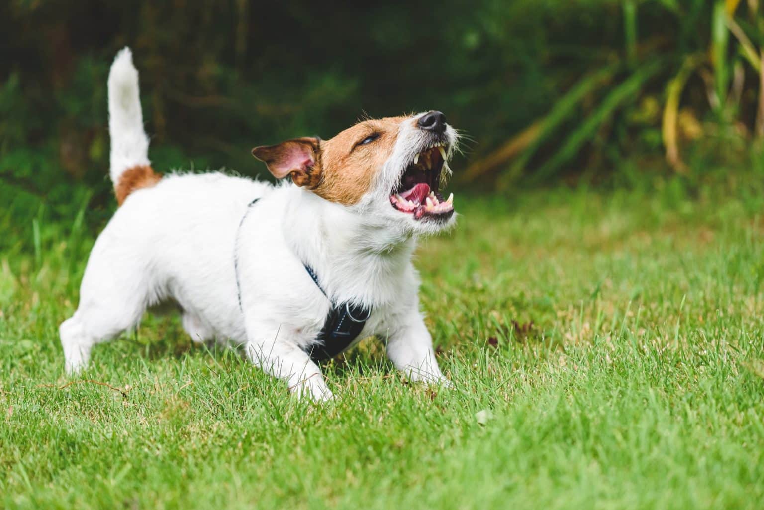 When Do Puppies Start Barking? | Puppy Barking Explained