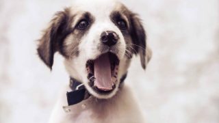When Do Puppies Start Barking? | Puppy Barking Explained