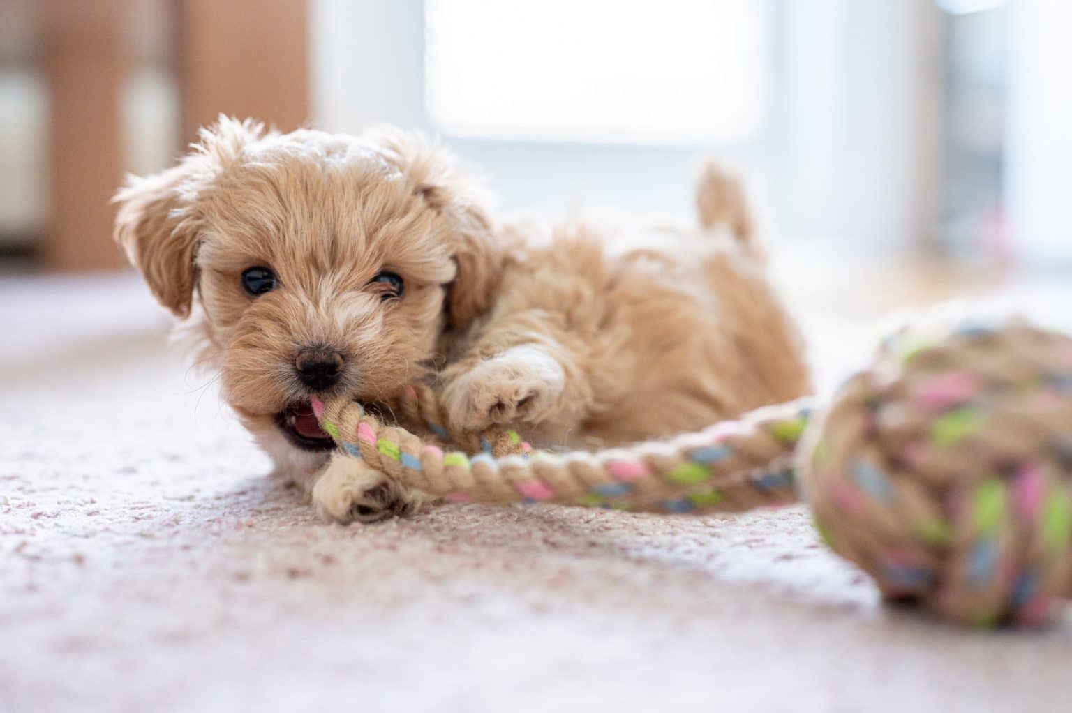 The 4 Puppy Stages: Every Puppy Development Stage Explained