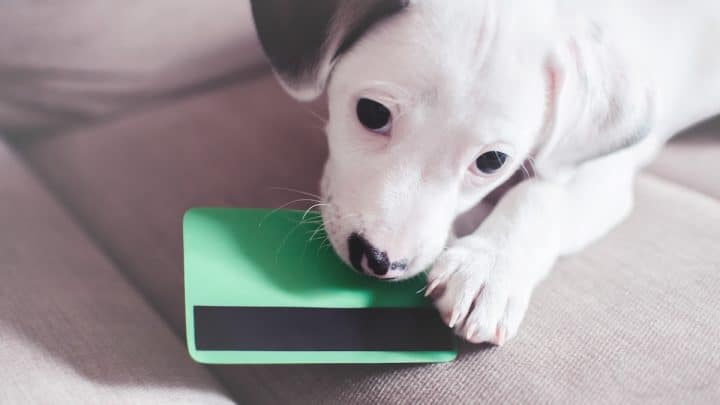 How Much Do Puppies Cost?