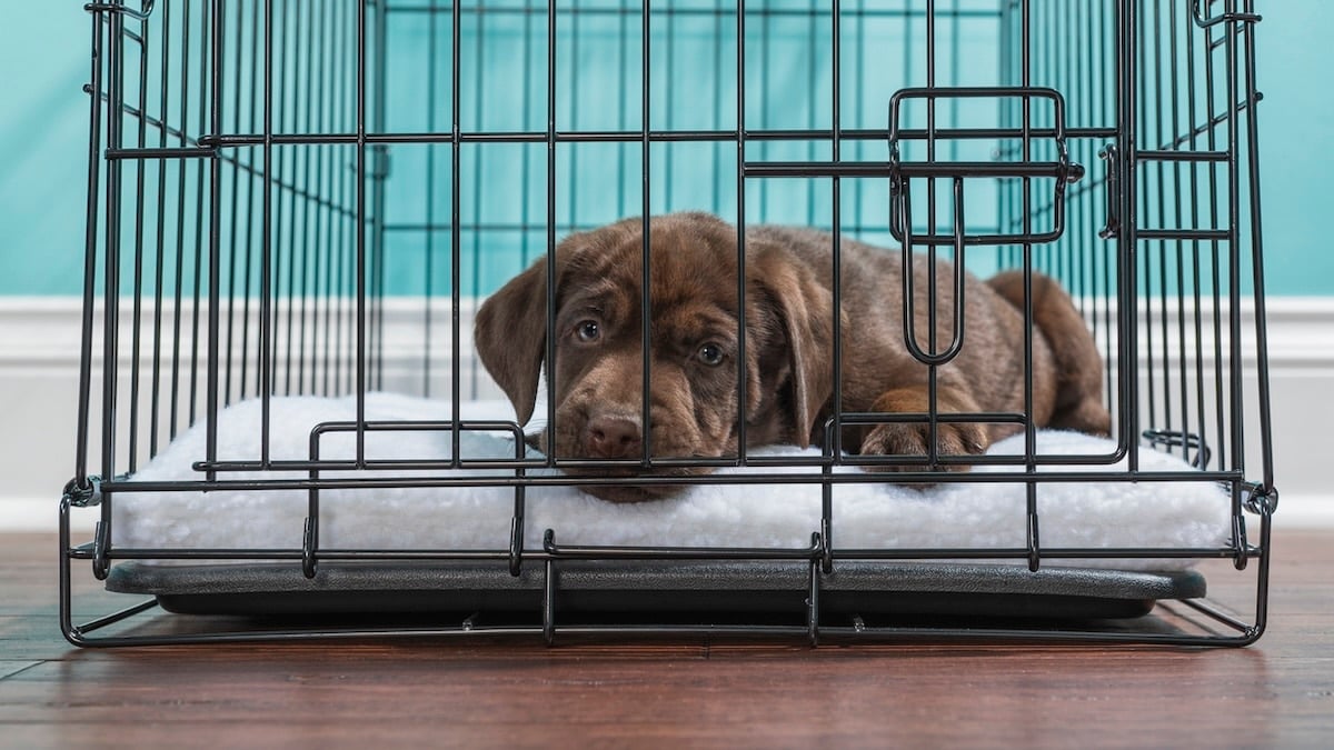 Puppy Crying in Crate: How To Help Your Puppy