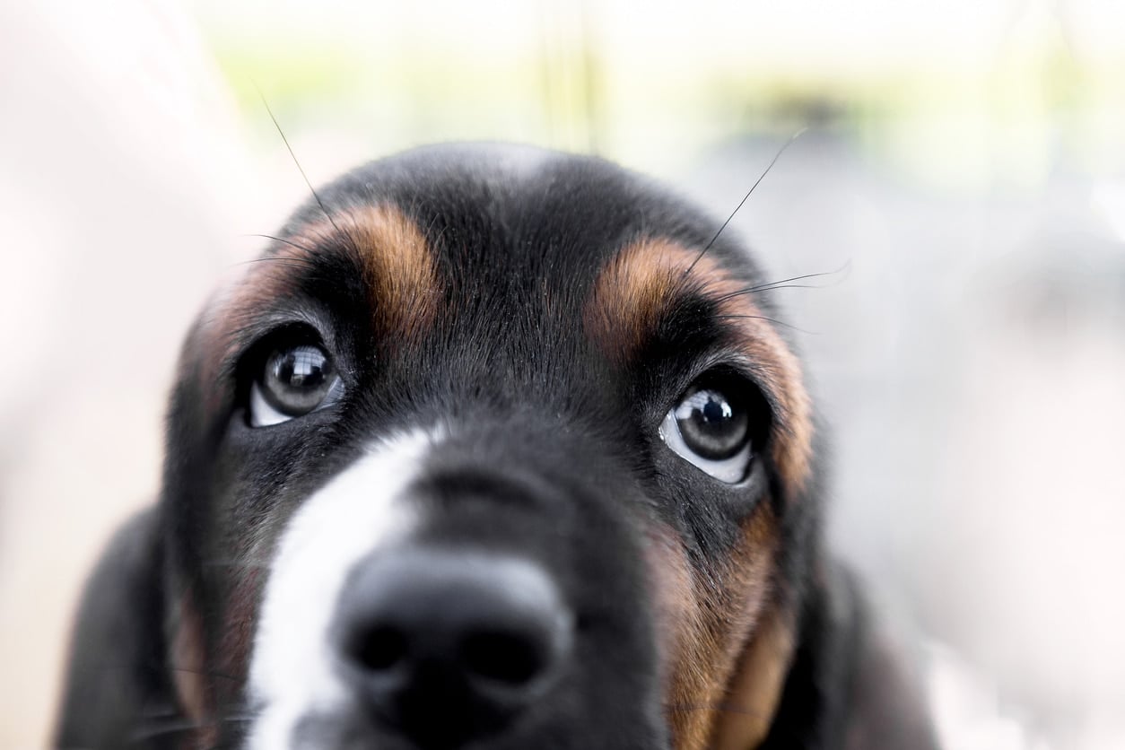 Why Are My Dog’s Eyes Red & How to Treat Bloodshot Eyes