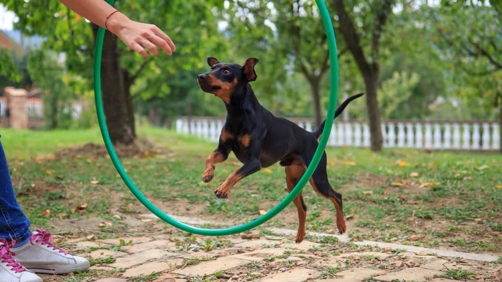 Puppy Games: 7 Activities for Enrichment and Bonding with Your Furry Pal