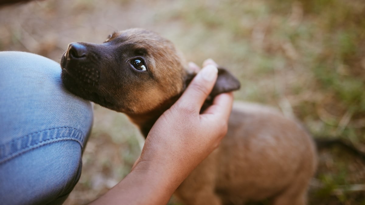 Puppy Handling Exercises: Socializing to Touch