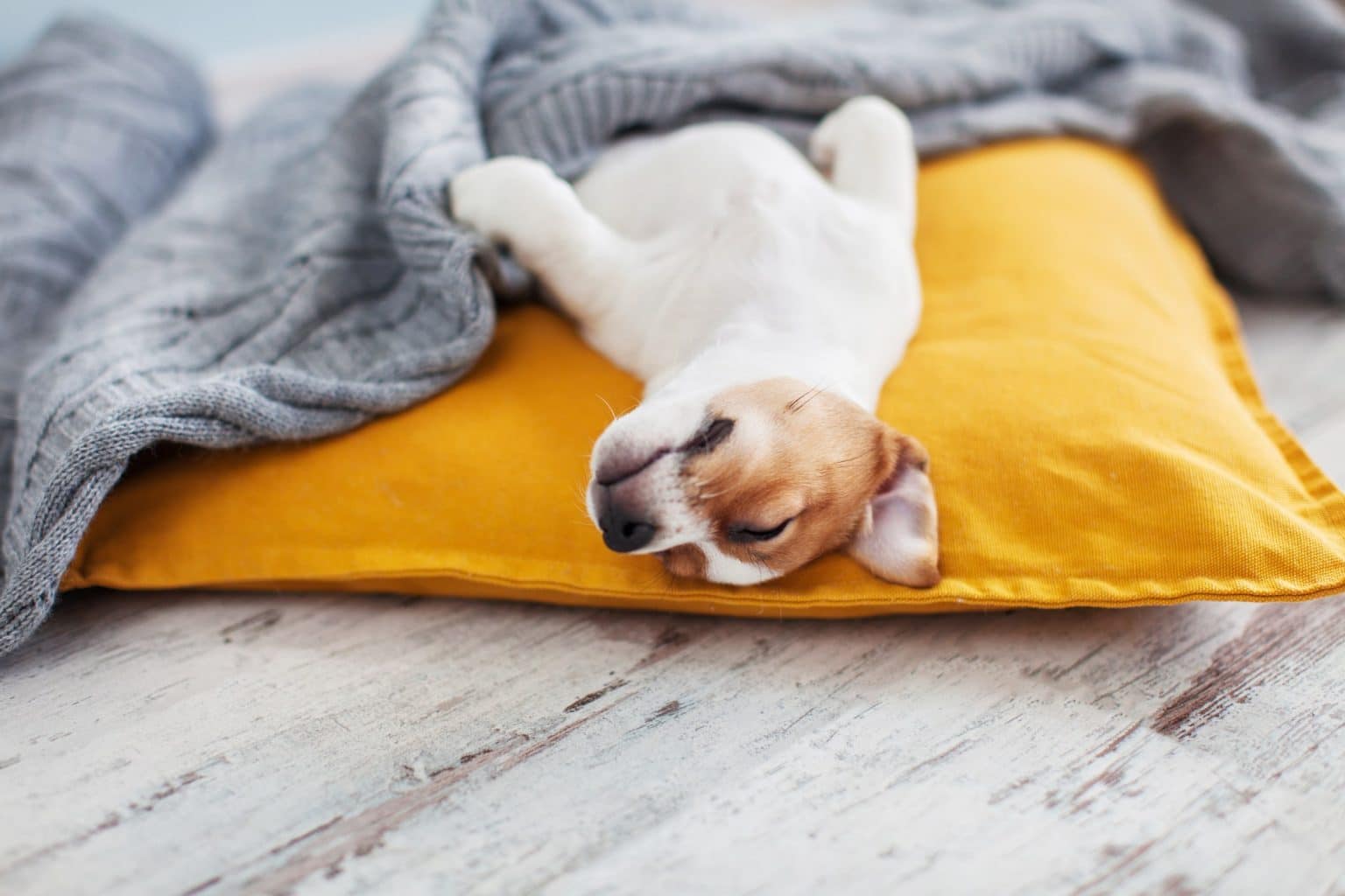 Träumen Hunde? Alles Wissenswerte zum Schlaf deines Hundes