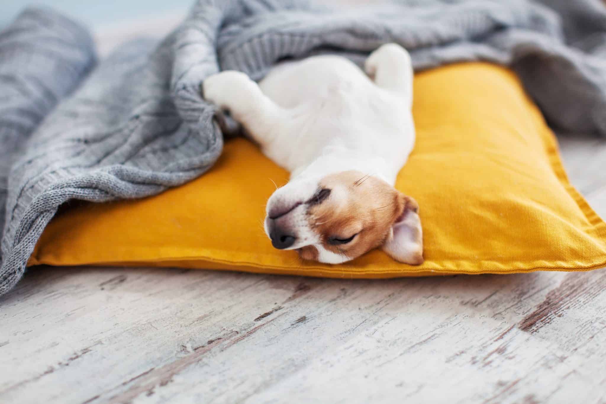 Do Dogs Dream? The Full Explanation Behind Your Dog's Sleep
