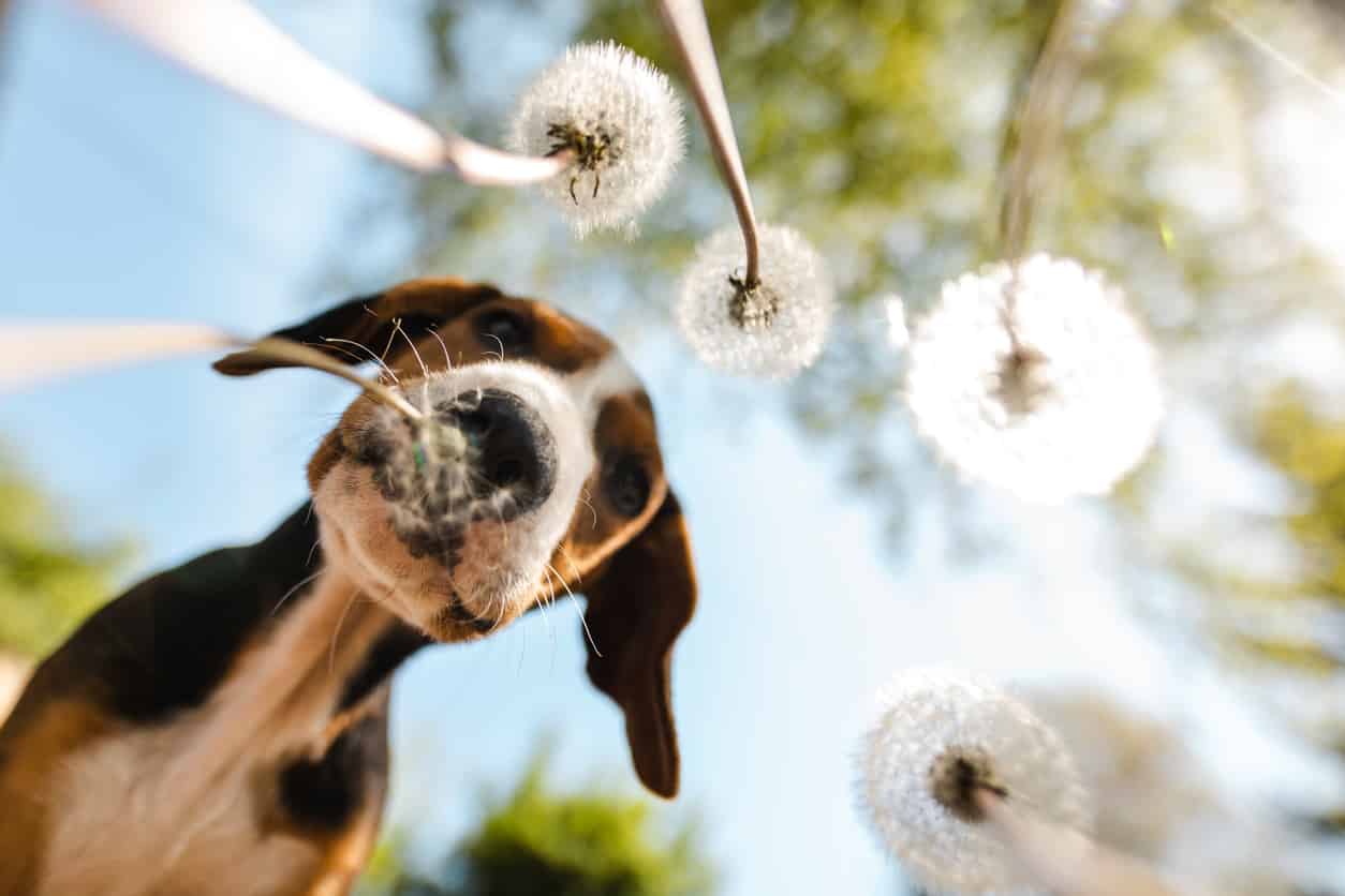 Qué hacer cuando tu cachorro tiene mocos: guía sobre el moqueo