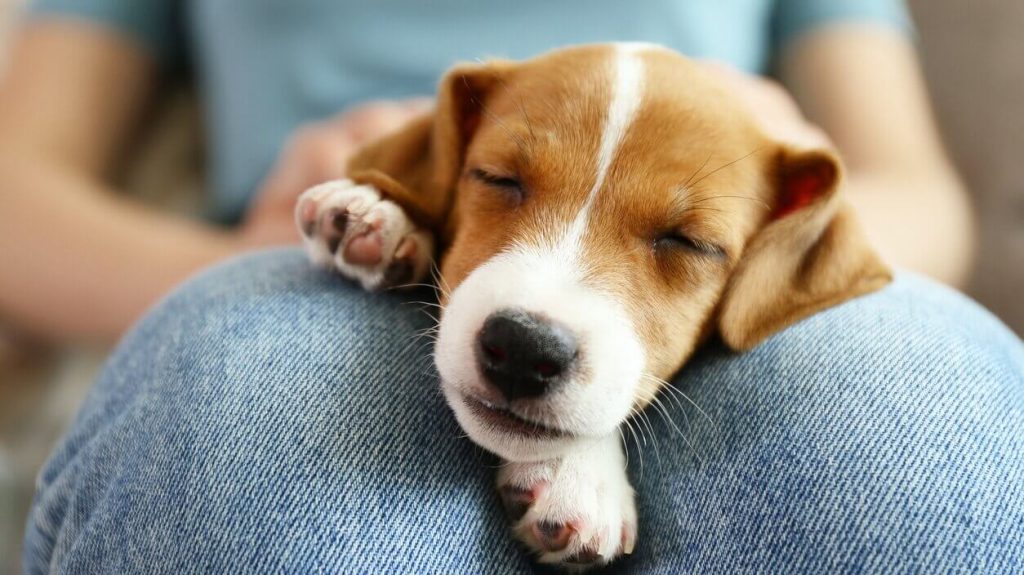 How Big Will My Puppy Get? How Size Estimation Works