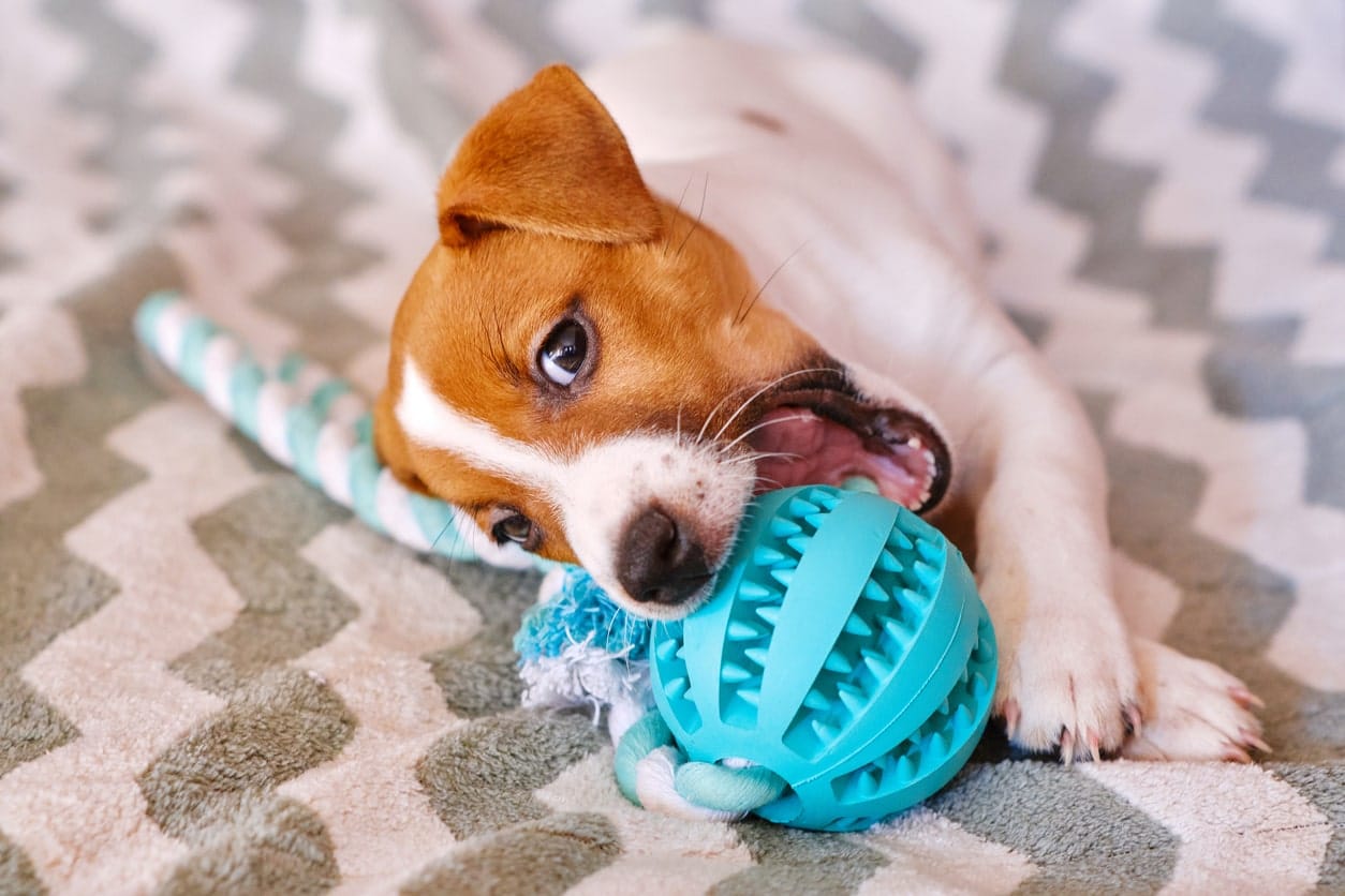 When Do Puppies Lose Their Teeth? Teething Tips & Chart