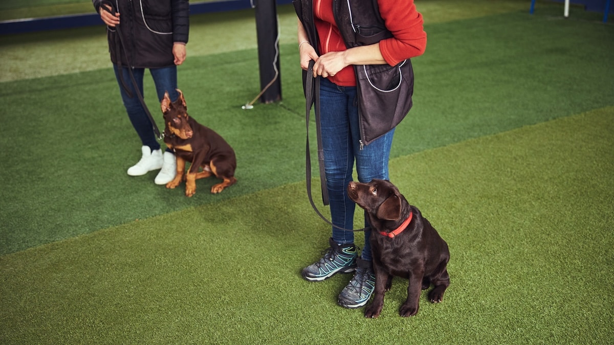 Puppy Training Classes: Where & When To Start