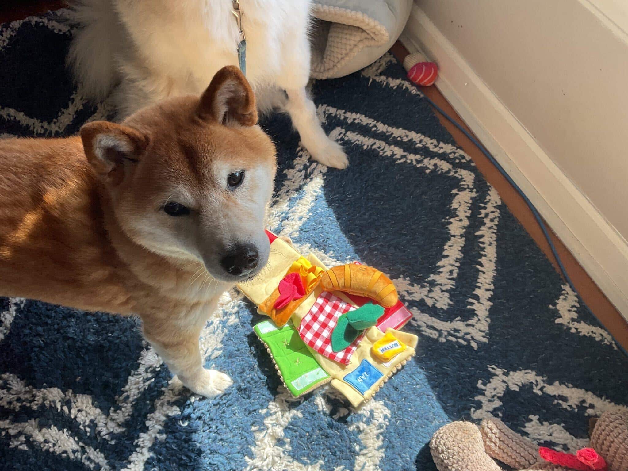 23 Indoor Activities for Entertaining & Tiring Out Your Dog