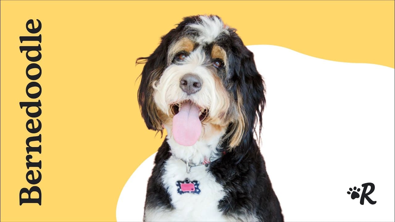 Bernedoodle Haircuts: Hairstyle Pictures, Tips, and Grooming Advice