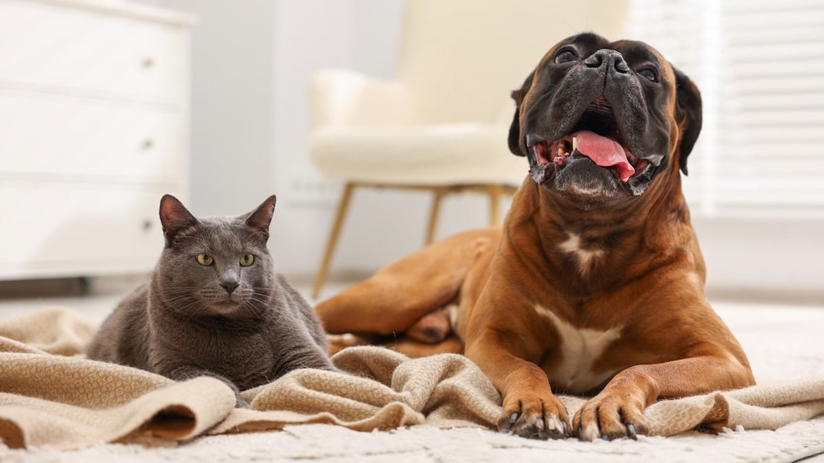 8 Qualities of a Great Pet Sitter