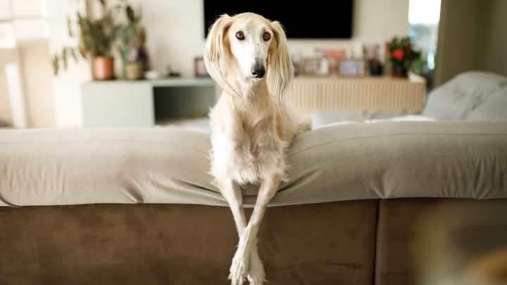 14 Best Quiet Dog Breeds for Introverts