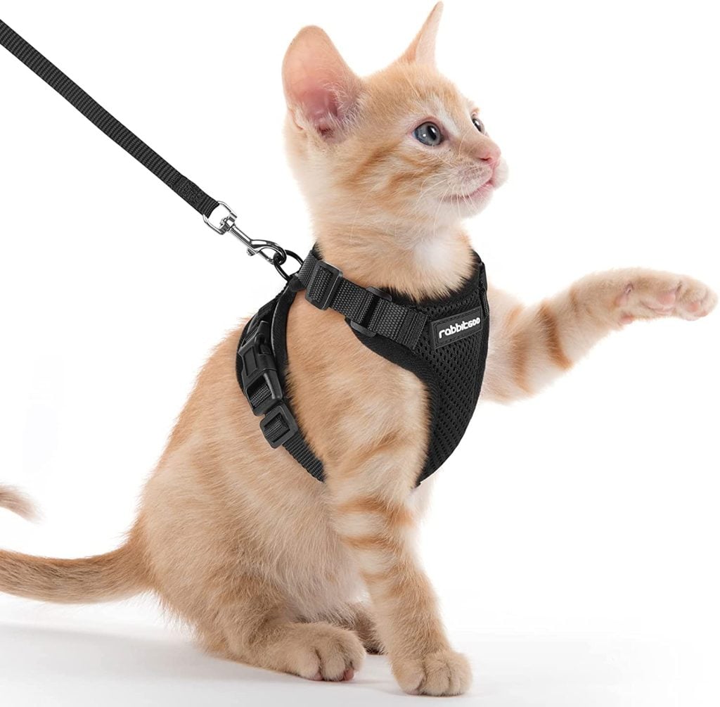 The 8 Best Cat Harnesses for Kitties of All Shapes and Sizes