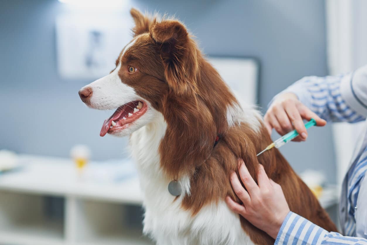 Rabies in Dogs: Symptoms and What To Do Next
