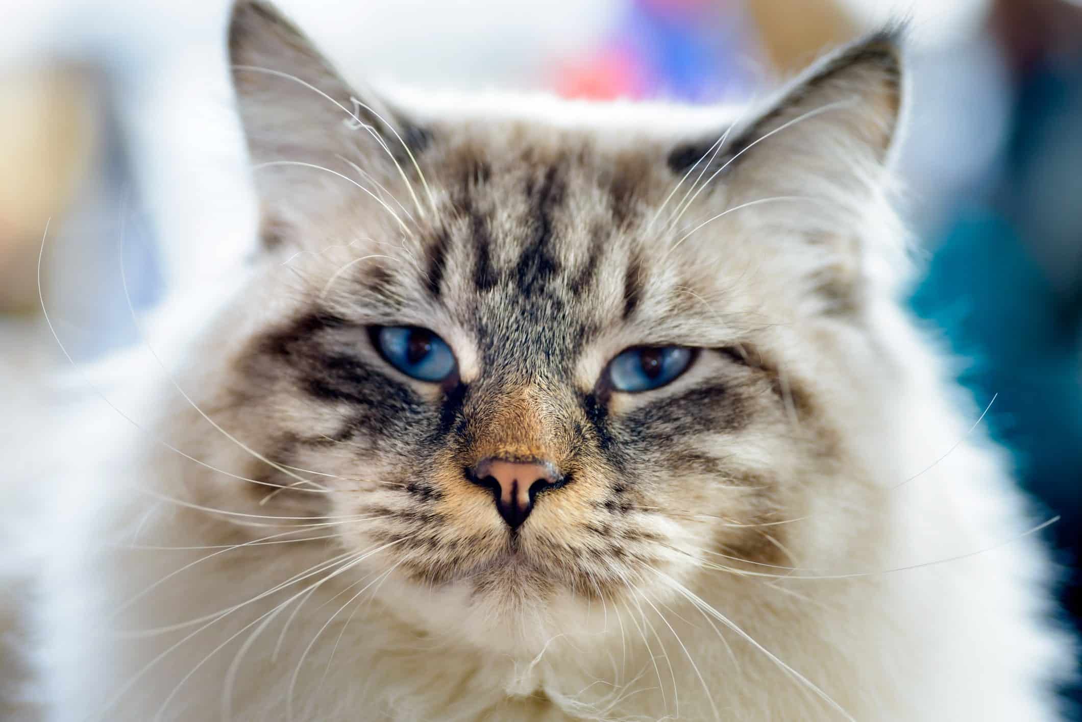 Ragamuffin Cat Breed Profile: Characteristics, Personality & Care