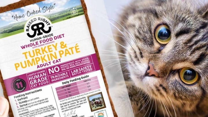 Rover Test Kitties Review Raised Right’s Fresh Cat Food