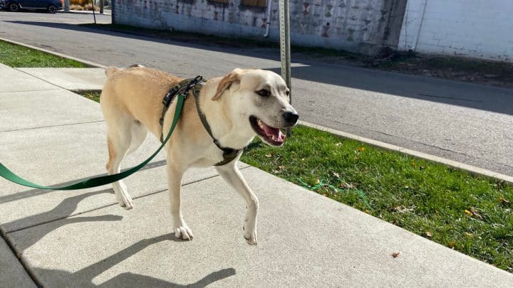 What Is a Reactive Dog? Signs, Causes, and More