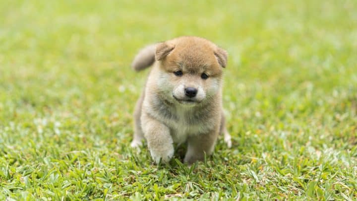 Shiba Inu Price Guide | 2024