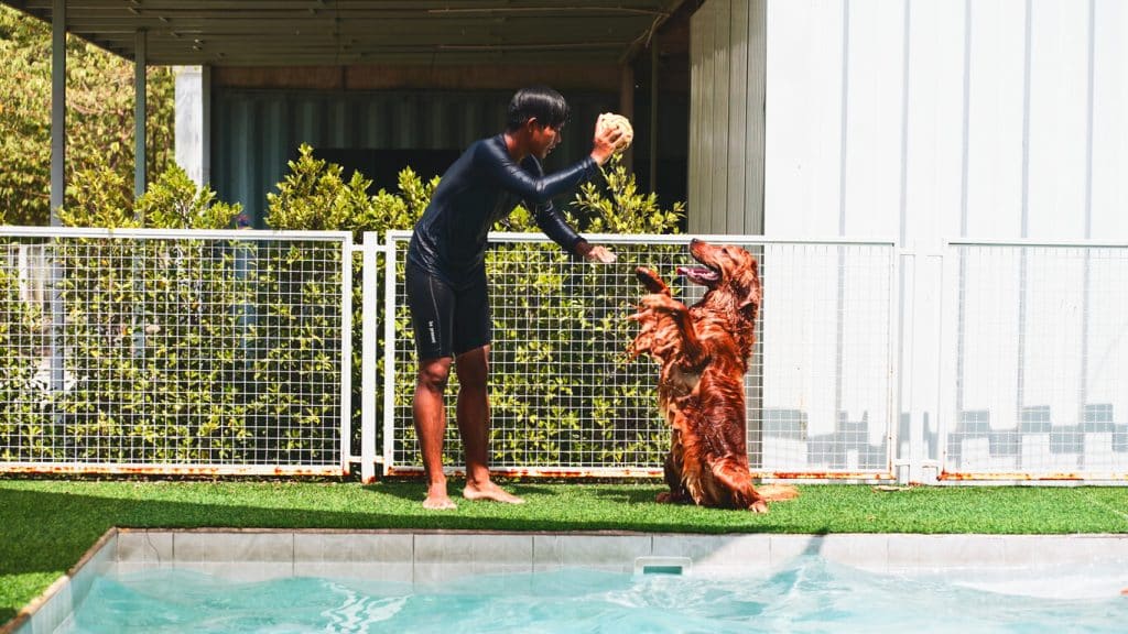 Retriever Dog Breeds: Origins, Types, and Fun Tricks