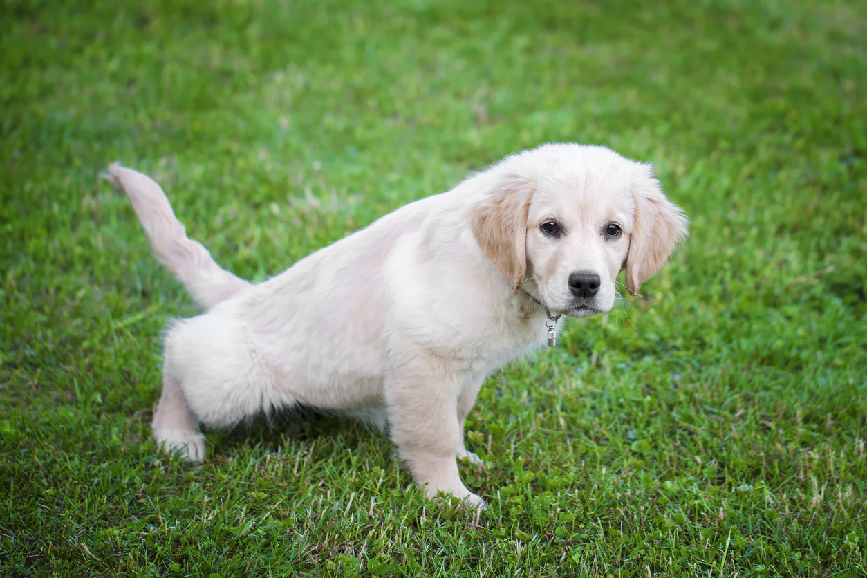 How Often Do Puppies Poop? Is My Dog Pooping Too Much?