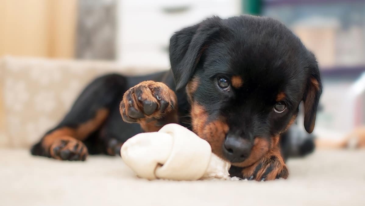 Happy Rottweiler Puppies