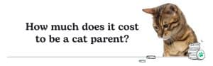 How Much Do Cats Costs? Annual, Monthly & More Expenses